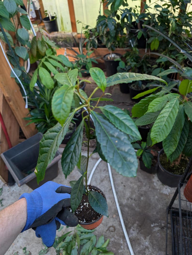 Veralu Ceylon Olive Tree Seedling elaeocarpus Serratus - Etsy