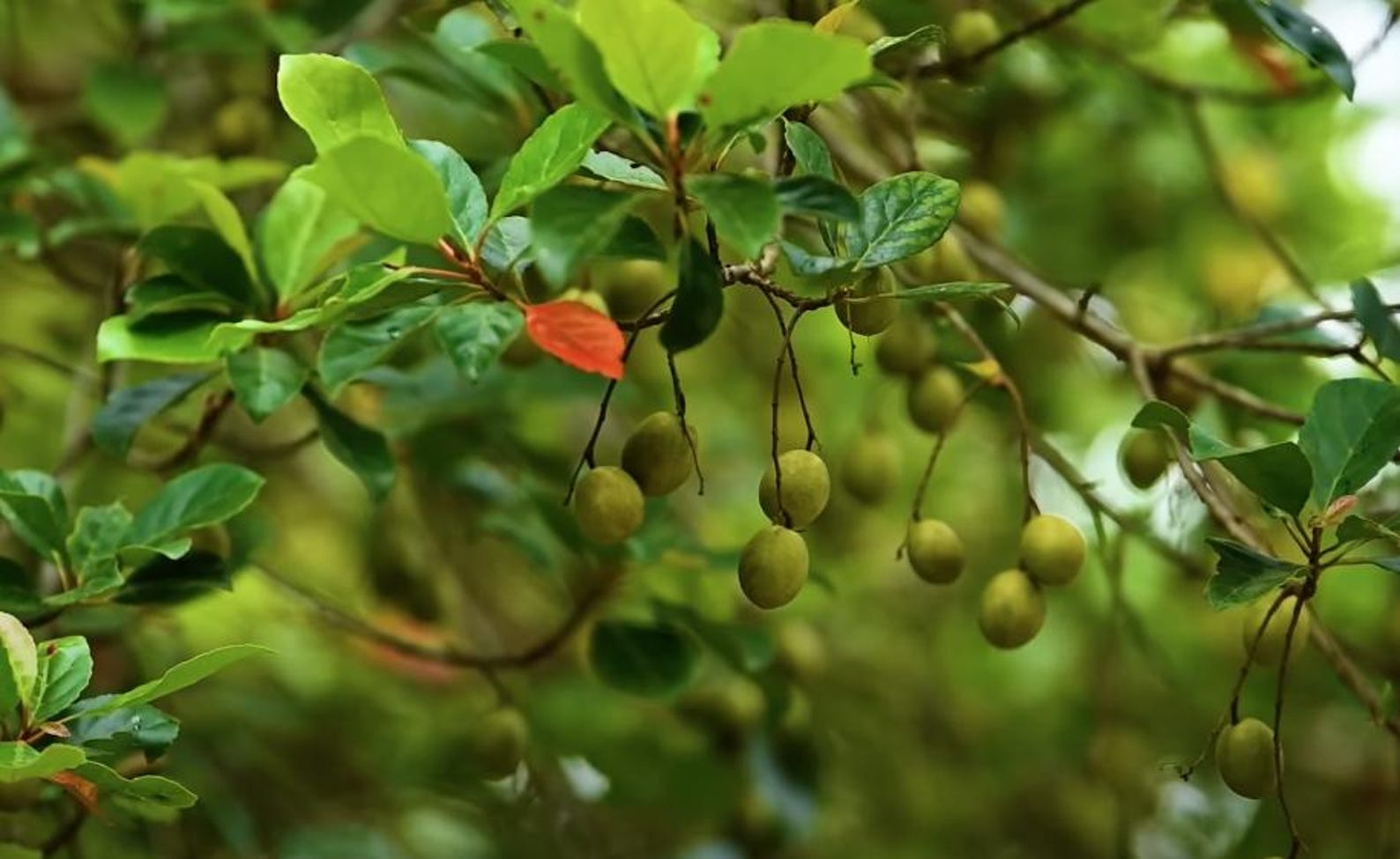 Veralu Ceylon Olive Tree Seedling elaeocarpus Serratus - Etsy