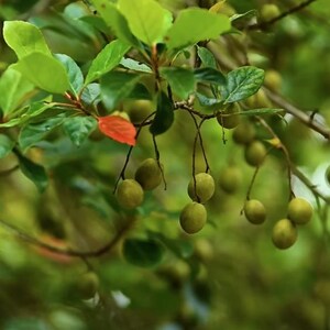 Veralu Ceylon Olive Tree Seedling elaeocarpus Serratus - Etsy