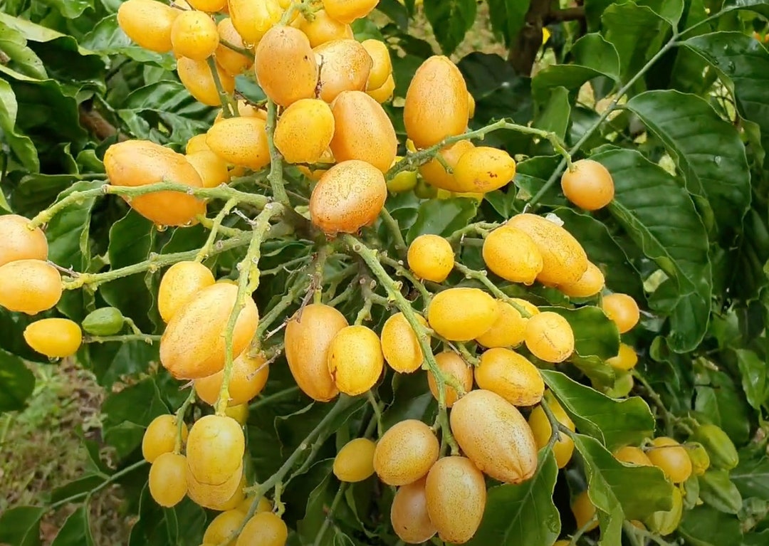 Wampee Tree Seedling (clausena Lansium) - Etsy