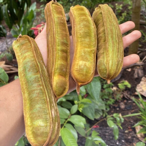 Ice Cream Bean Seed - Etsy