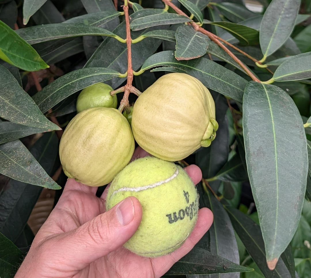 Big Fruit Rose Apple Seeds (syzygium Jambos) (most Seeds Are Poly ...