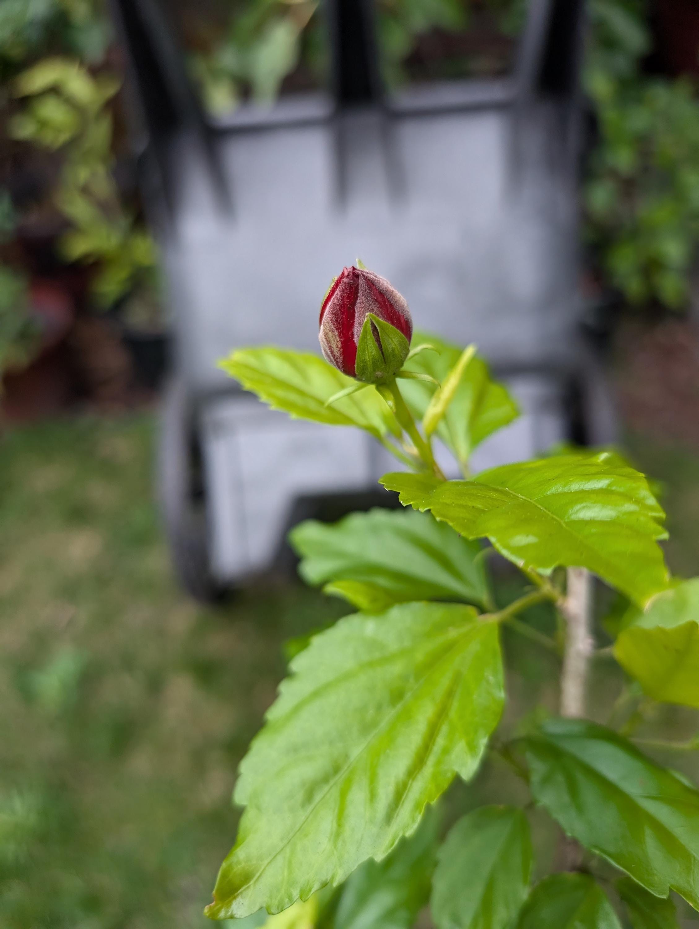 Large Well Rooted Tropical Hibiscus Double Red/red Dragon - Etsy
