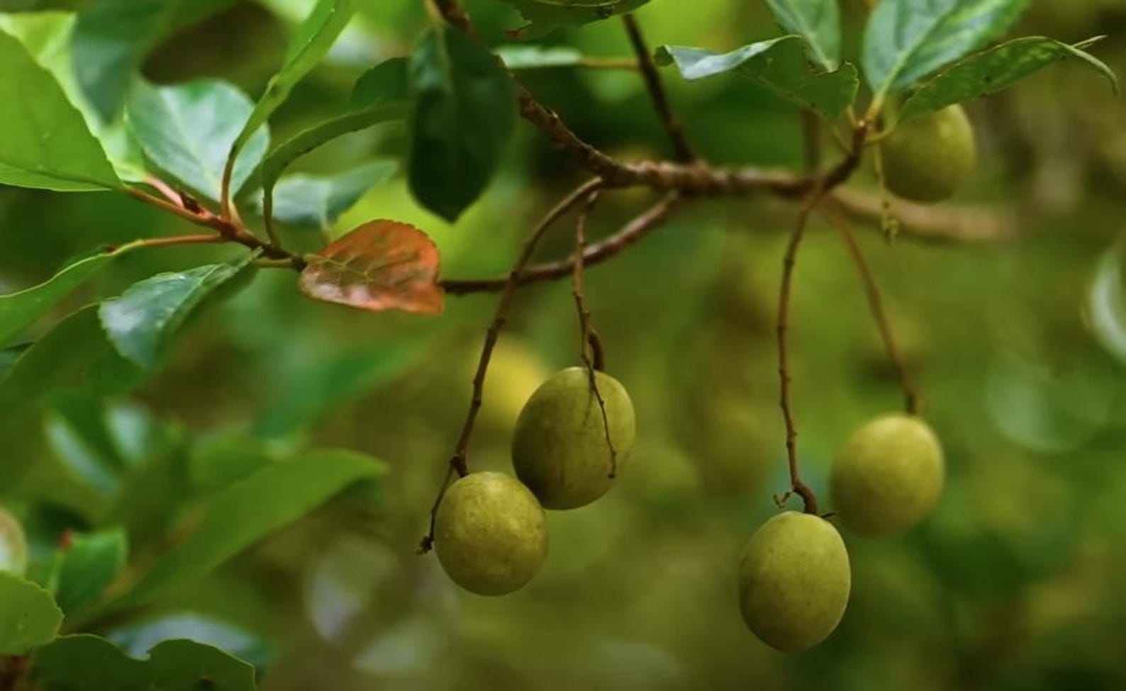 Veralu Ceylon Olive Tree Seedling elaeocarpus Serratus - Etsy