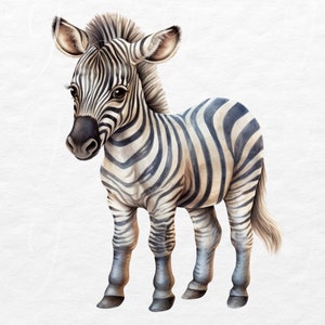 Zebra Clipart Watercolor Clip Art Bundle | Baby Zebra Clipart, Zebras ...