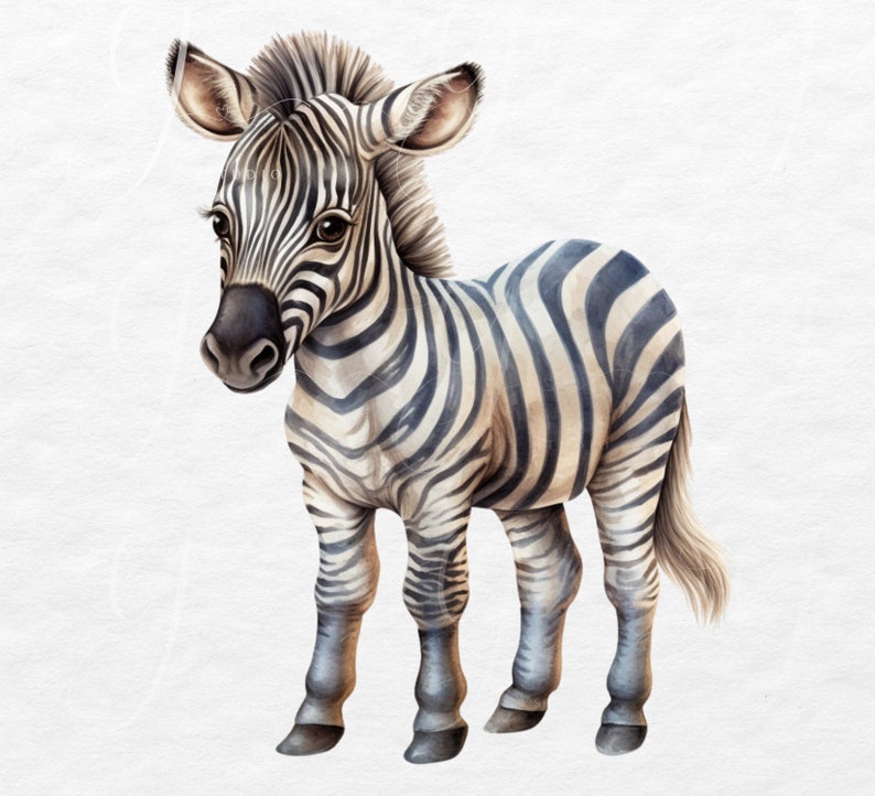 Zebra Clipart Watercolor Clip Art Bundle Baby Zebra Clipart - Etsy