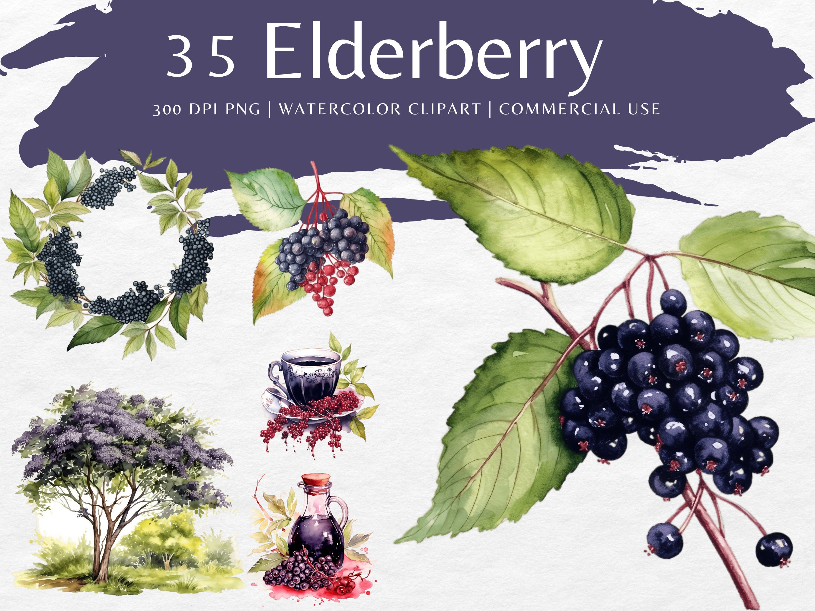 Elderberry Clip Art Bundle Watercolor Fruits Clipart Png Elderberry Art ...