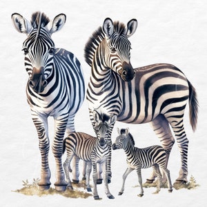 Zebra Clipart Watercolor Clip Art Bundle | Baby Zebra Clipart, Zebras ...