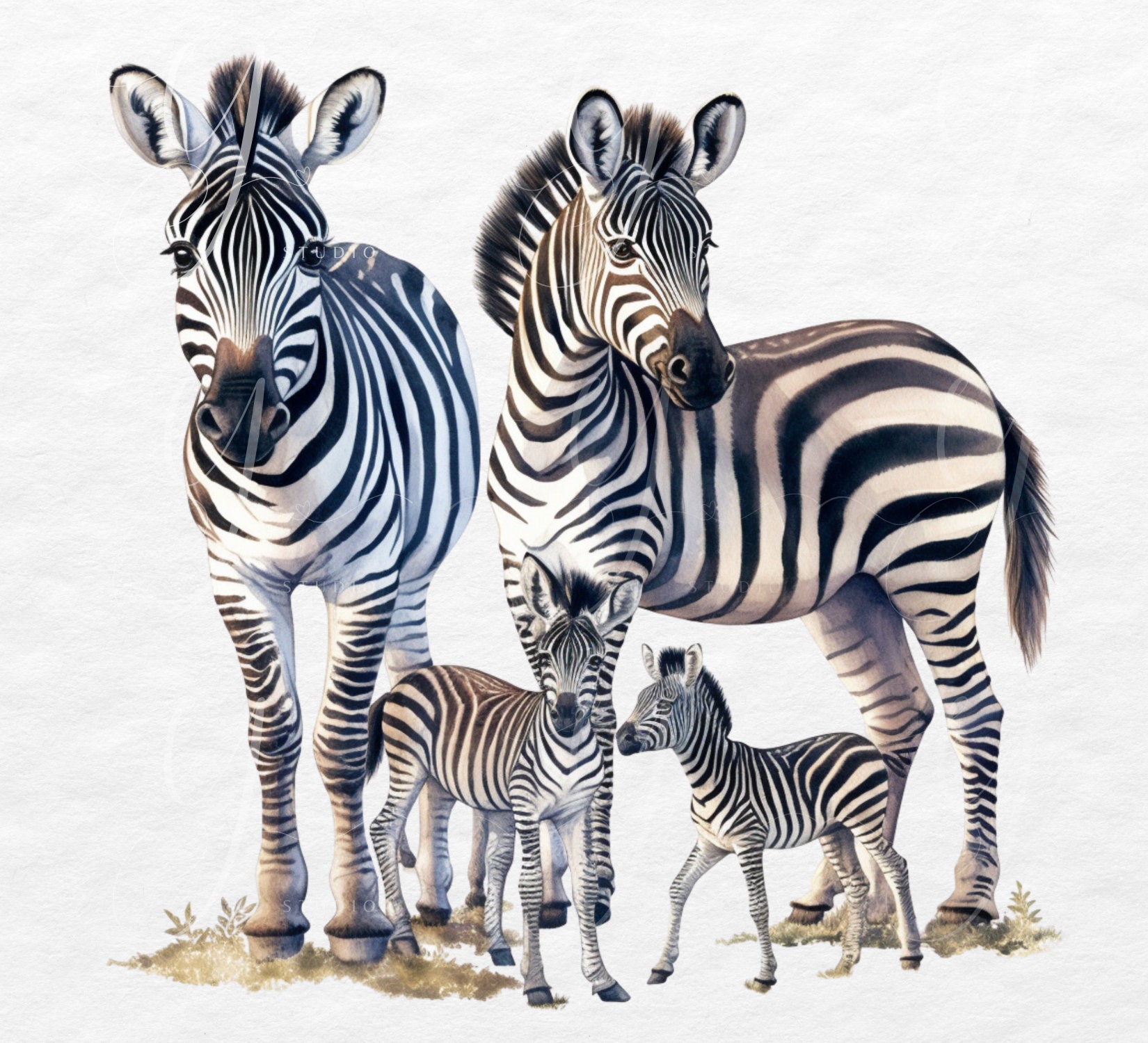 Zebra Clipart Watercolor Clip Art Bundle Baby Zebra Clipart - Etsy