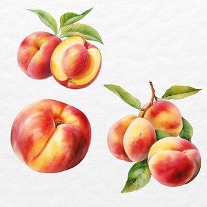 Peach Watercolor Clipart Bundle: Fruit Tree, Wreath, PNG (commercial ...