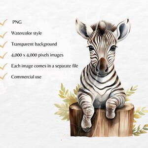 Zebra Clipart Watercolor Clip Art Bundle | Baby Zebra Clipart, Zebras ...