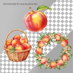 Peach Watercolor Clipart Bundle: Fruit Tree, Wreath, PNG (commercial ...