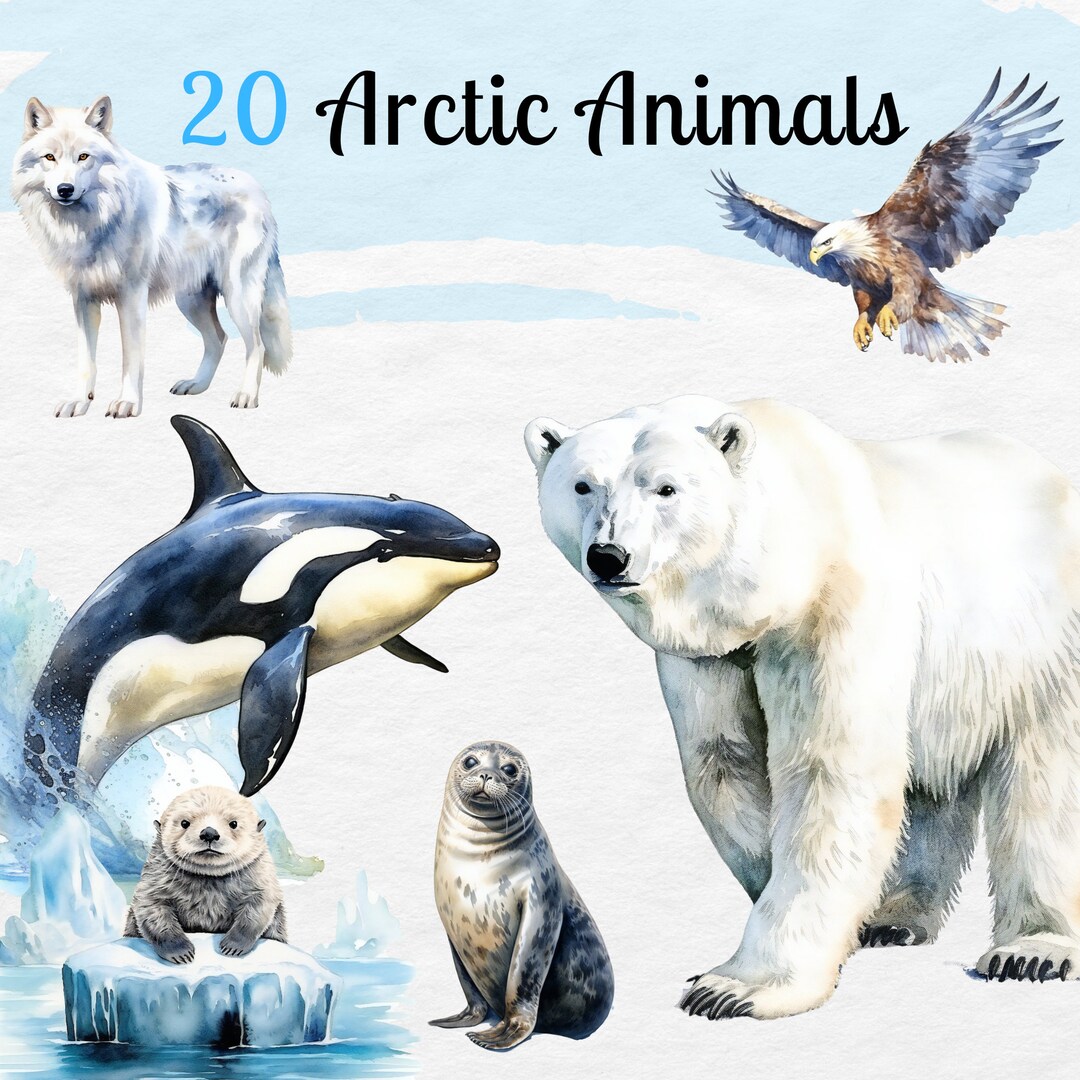 Arctic Animals Clipart Watercolor Bundle | Winter Animals Png | Arctic ...