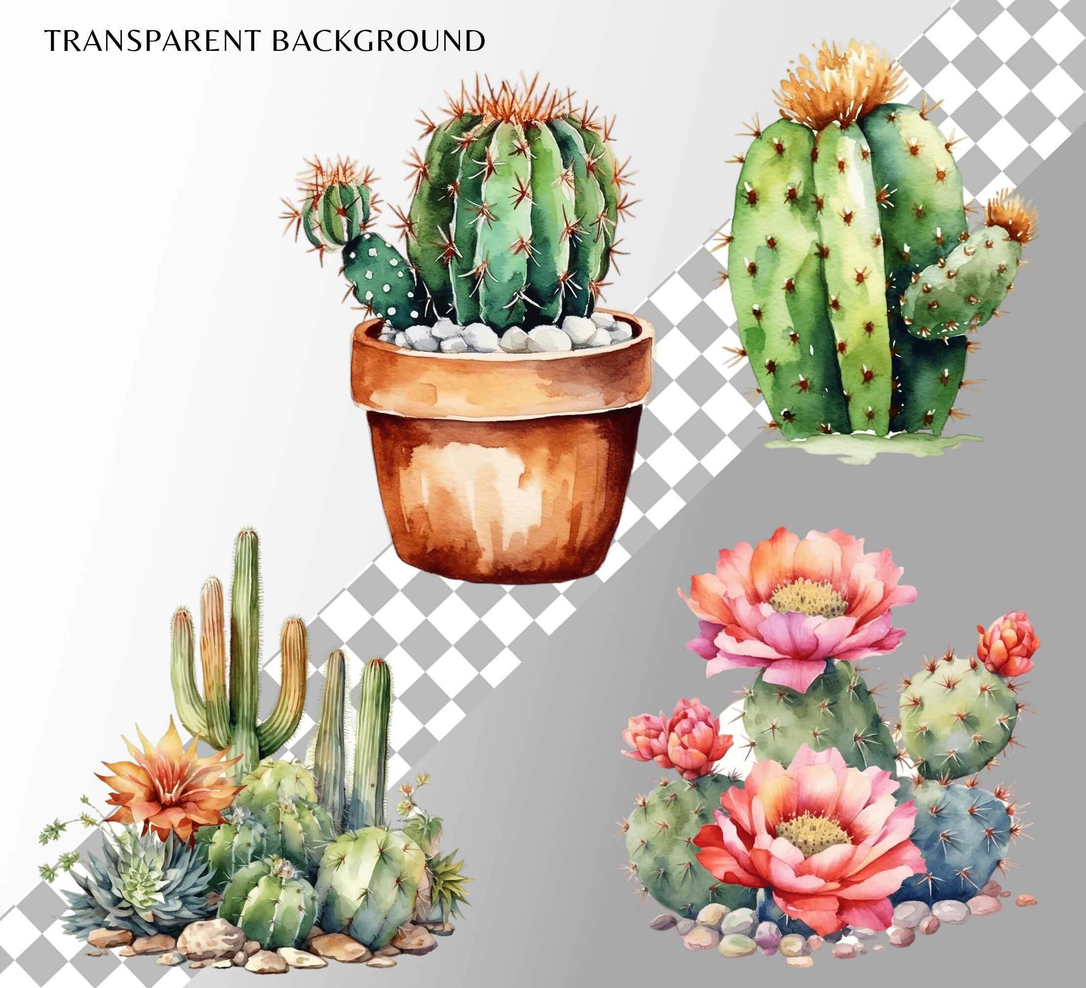 Cactus Watercolor Clipart Bundle Desert Cacti Png Instant - Etsy