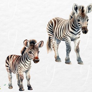 Zebra Clipart Watercolor Clip Art Bundle | Baby Zebra Clipart, Zebras ...
