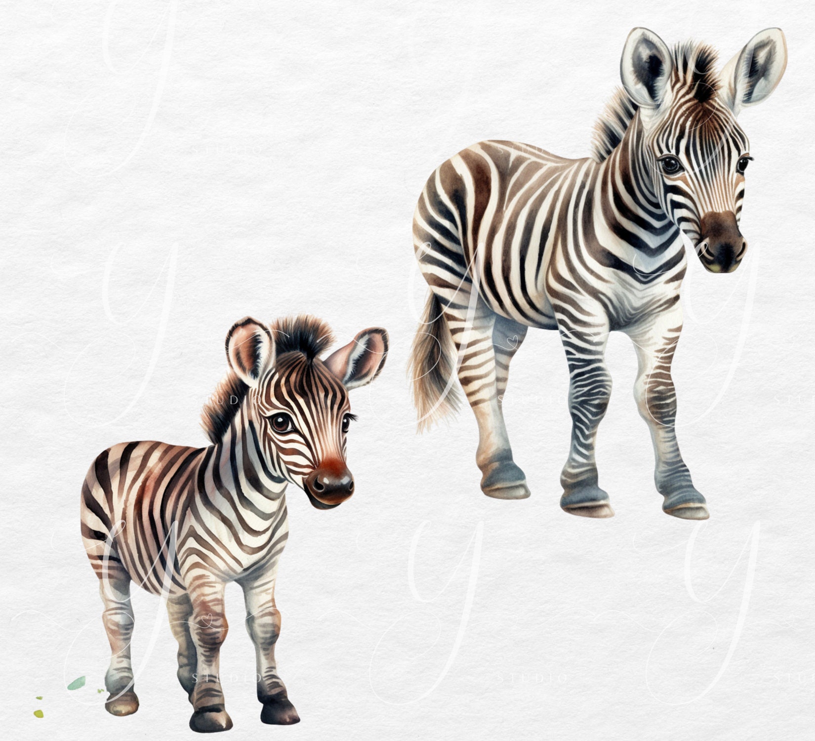 Zebra Clipart Watercolor Clip Art Bundle Baby Zebra Clipart - Etsy