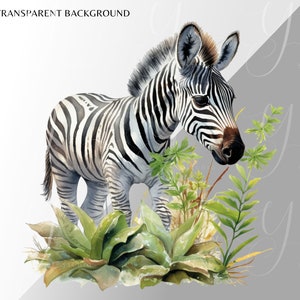 Zebra Clipart Watercolor Clip Art Bundle | Baby Zebra Clipart, Zebras ...