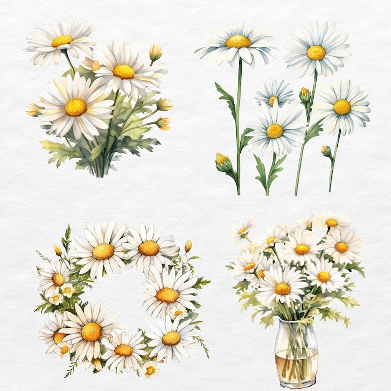 Watercolor Daisy Clipart: Floral Bouquets & Wreaths (PNG Digital ...