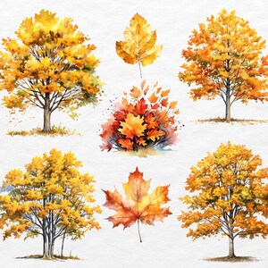 Fall Leaves and Trees Clipart |fall Leaves Watercolor Png | Fall Png ...
