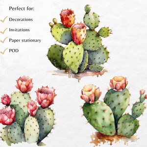 Cactus Watercolor Clipart Bundle | Desert Cacti Png | Instant Download ...