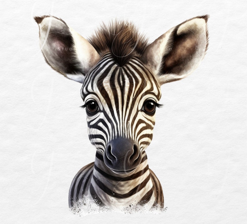 Zebra Clipart Watercolor Clip Art Bundle Baby Zebra Clipart - Etsy
