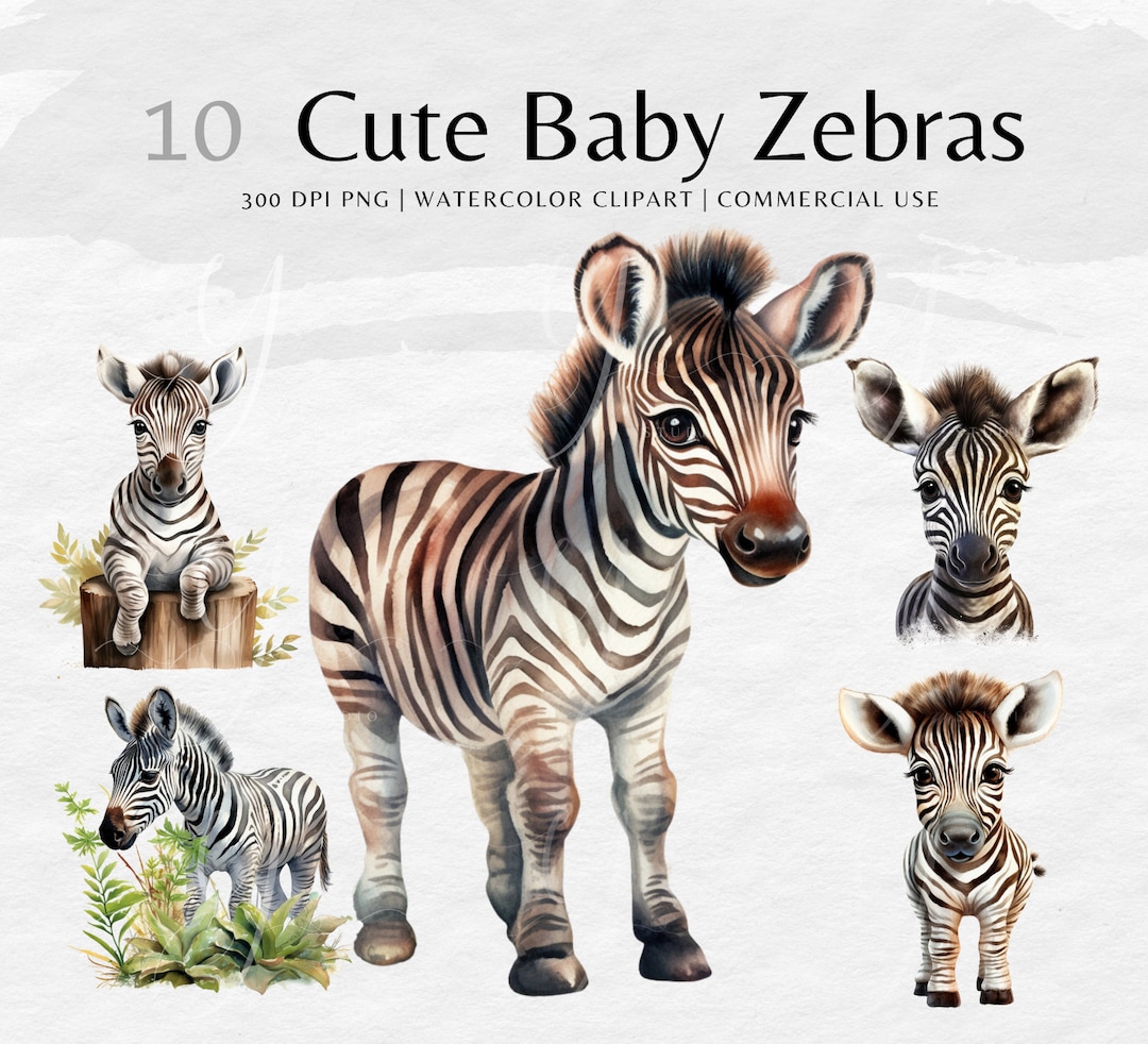Zebra Clipart Watercolor Clip Art Bundle | Baby Zebra Clipart, Zebras ...