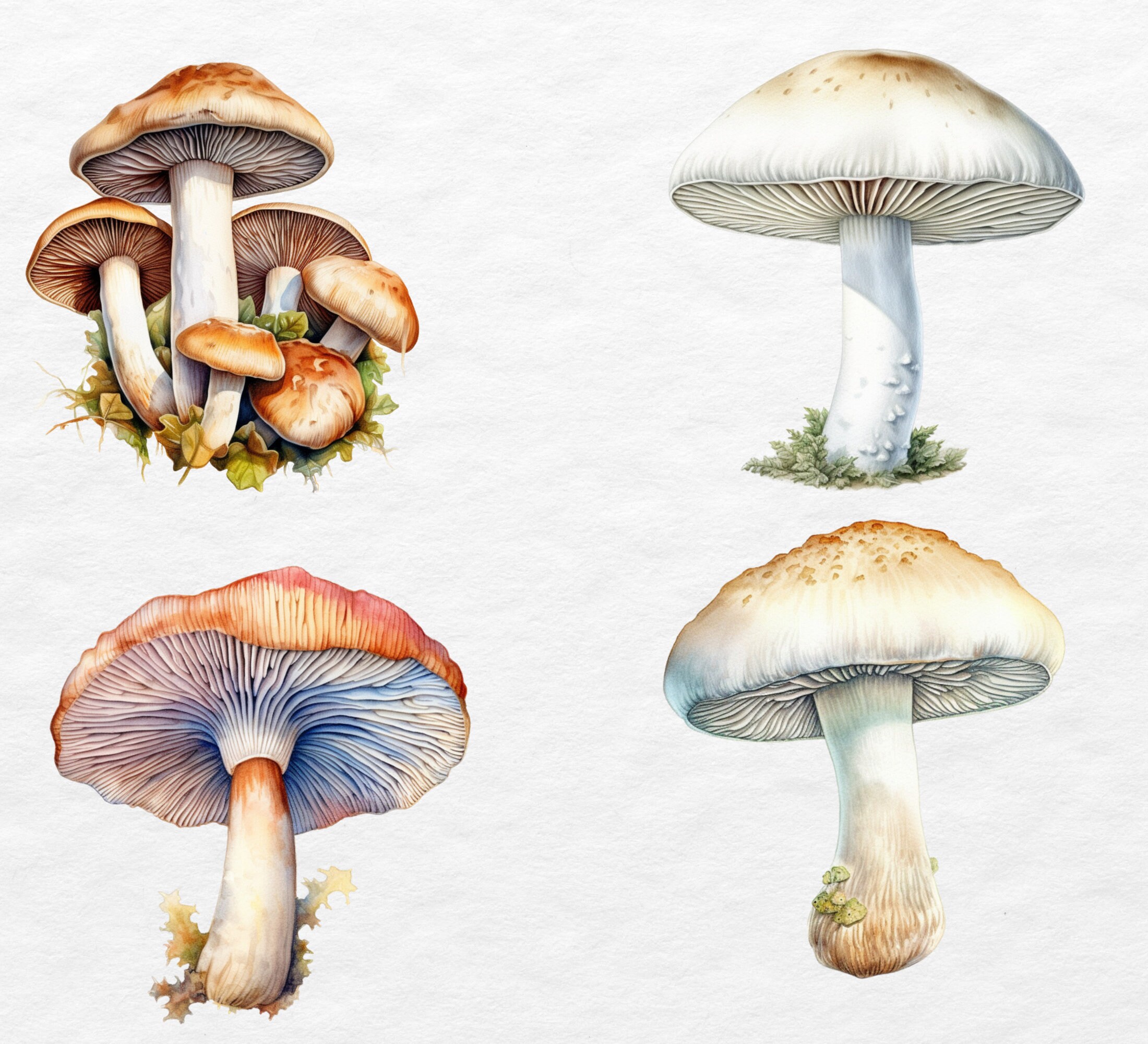 Watercolor Mushroom Clipart Bundle: Retro Wild Fungi PNG (instant ...