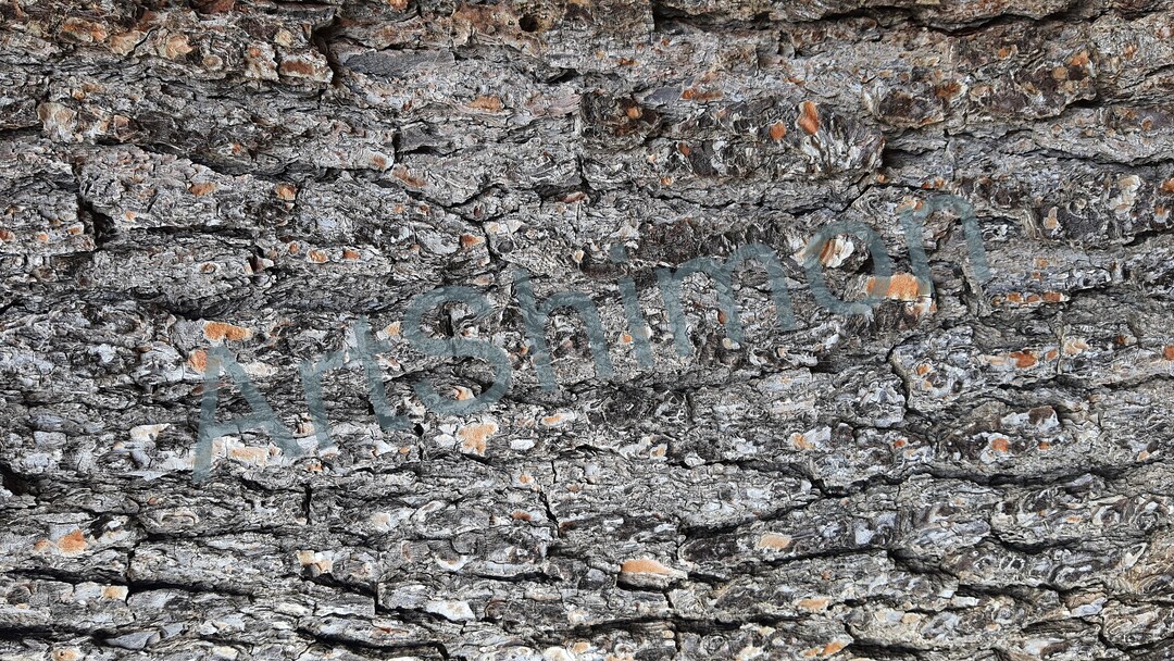 Pine Tree Trunk for Background on Slides and Presentations (* Photo for ...