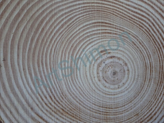 Pine Wood Slice for Background - Etsy