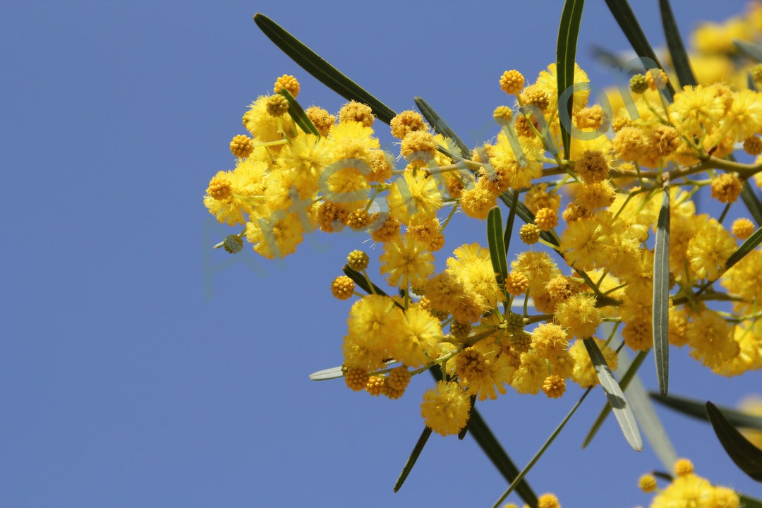 Acacia Flowering - Etsy