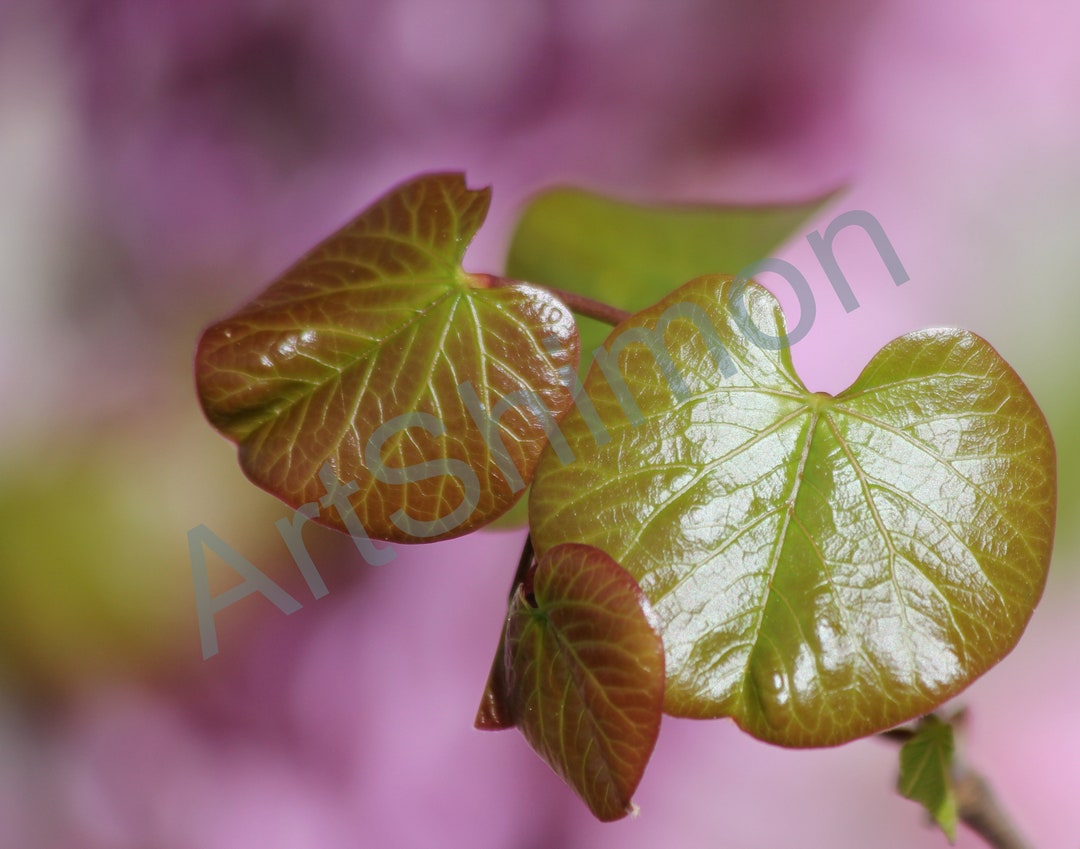 Leaves of Cercis - Etsy