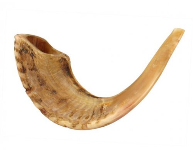 Jewish Shofar Trumpet 15"-16", Large Rams Horn Shofar With Light Shades ...