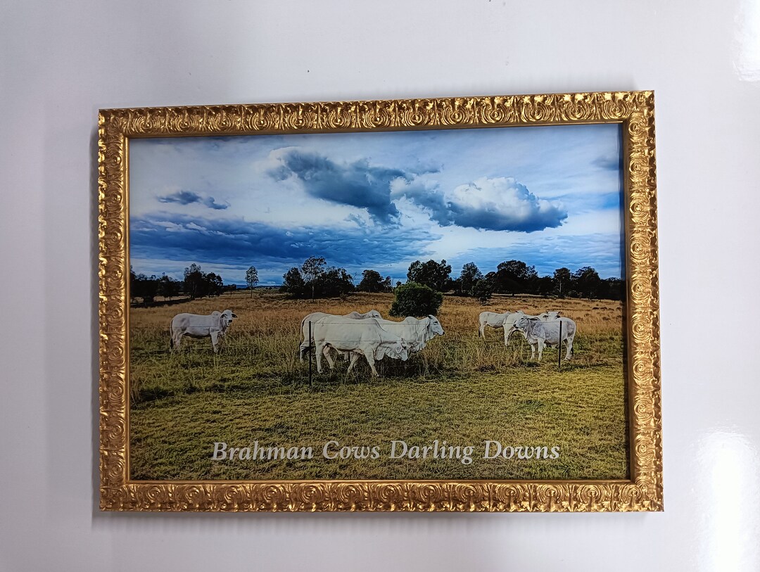 Brahman Cows Darling Downs Art Framed Picture Frames Acrylic Glass ...