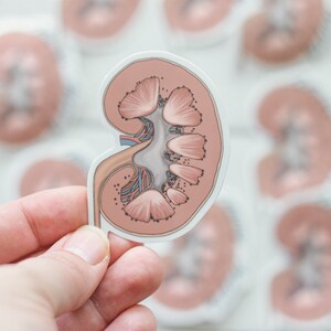 Kidney Mama Sticker Kidney Warrior Sticker Anatomical Kidney Sticker ...