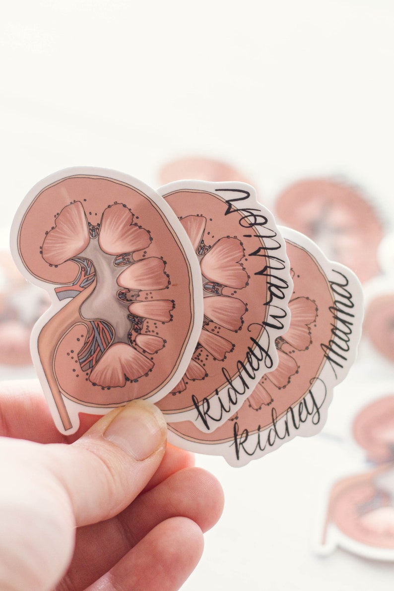 Kidney Mama Sticker Kidney Warrior Sticker Anatomical - Etsy
