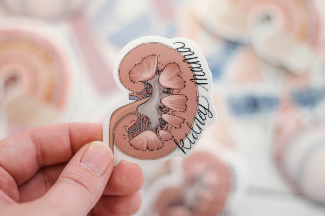 Kidney Mama Sticker Kidney Warrior Sticker Anatomical Kidney Sticker ...