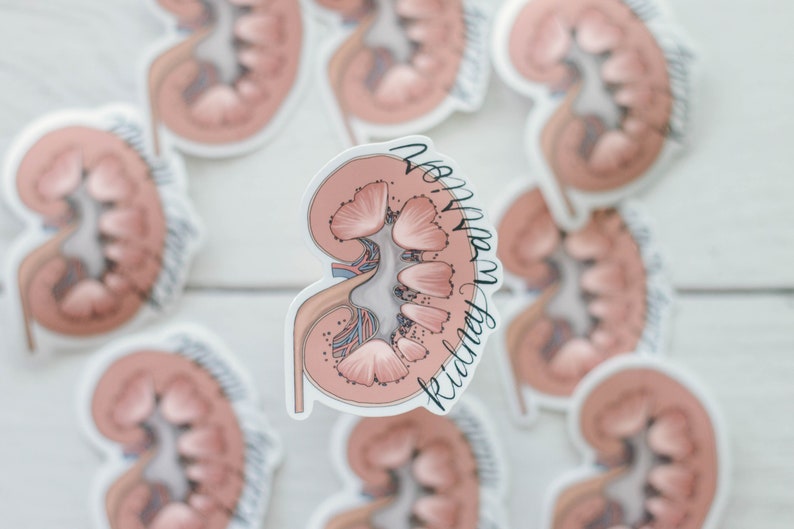 Kidney Mama Sticker Kidney Warrior Sticker Anatomical Kidney Sticker ...