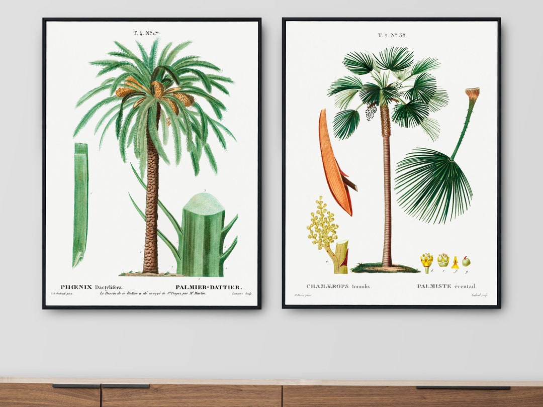 Palm Tree Botanical Art Print Set of 2 , Palm Tree Illustration Picture ...