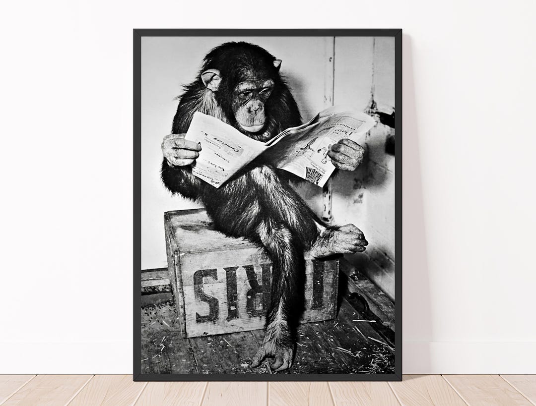 Black and White Art Print Chimpanzee Reading Newspaper Wall Art Funny ...