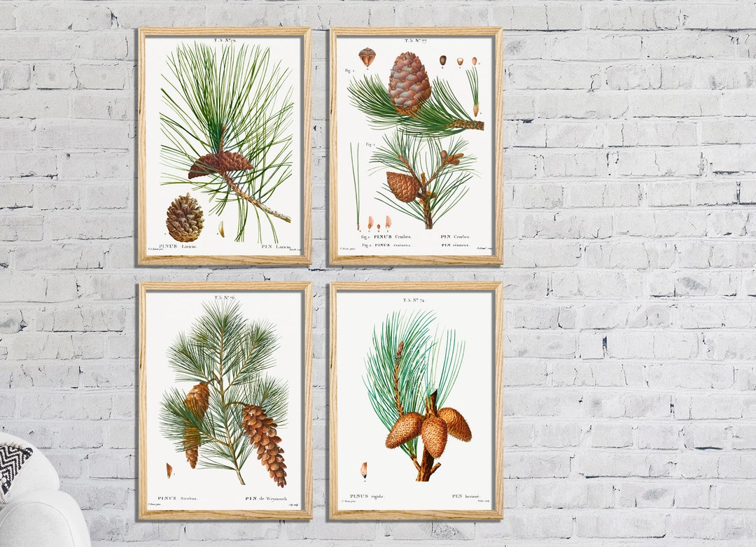Botanical Art Print Set of 4 , Pine Tree Print, Pitch Pine , Pinecones ...