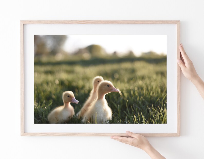 Baby Ducklings Printable, Farmhouse Nursery Decor, Duckling Printable ...