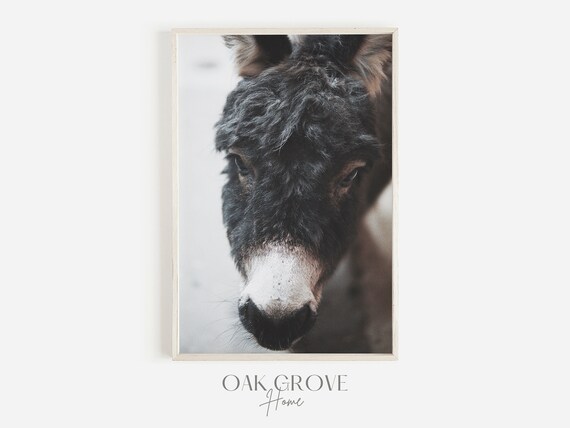 Brown Donkey Poster Farm Animal Print Donkey Photography - Etsy