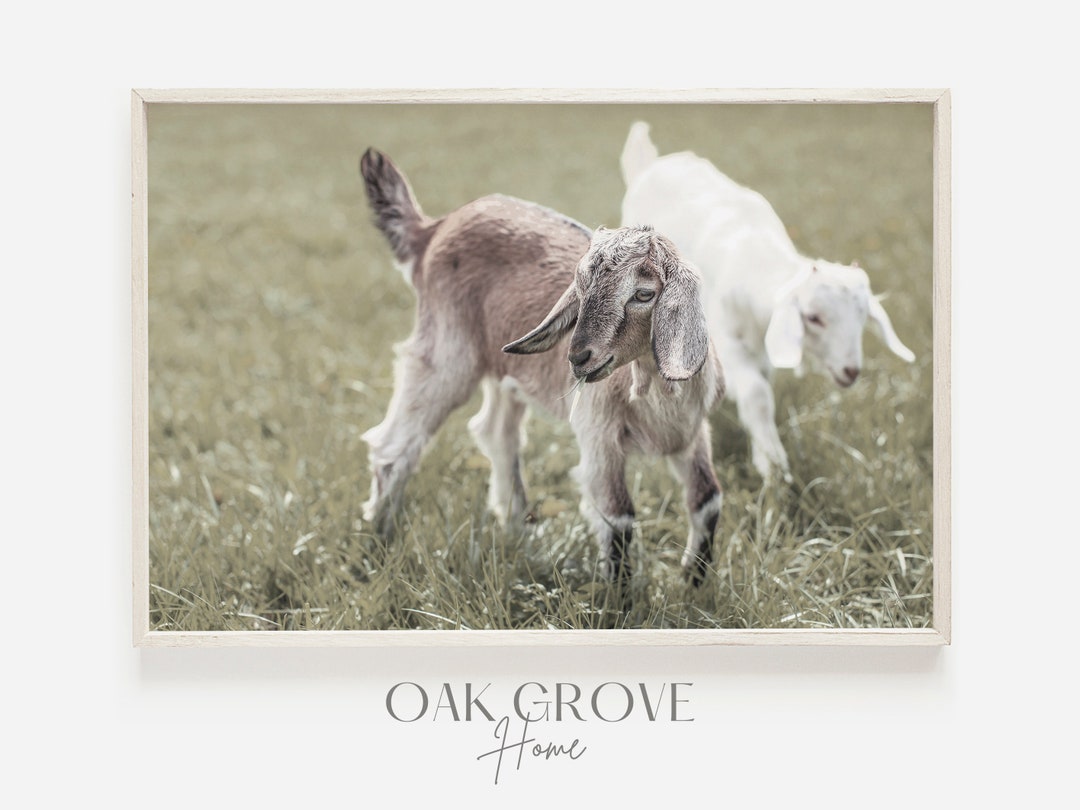 Beige Goat Farmhouse Art, Rustic Home Decor, Baby Goats Photo, Neutral ...