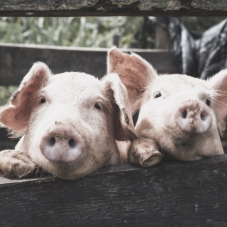 Two Pigs in Barnyard, Farm Animals Print, Farmhouse Digital Art, Pink ...