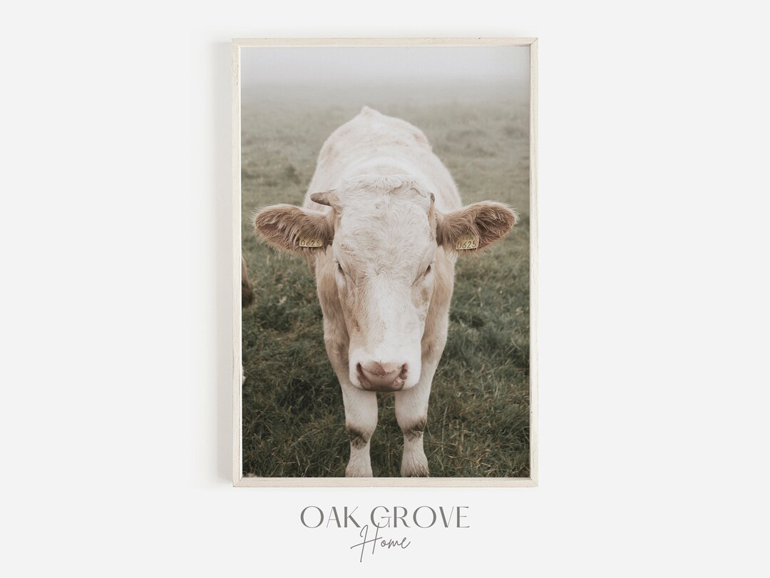 Foggy Cow Photo, Beige and White Cow Art, Neutral Rustic Decor, Cow Art ...