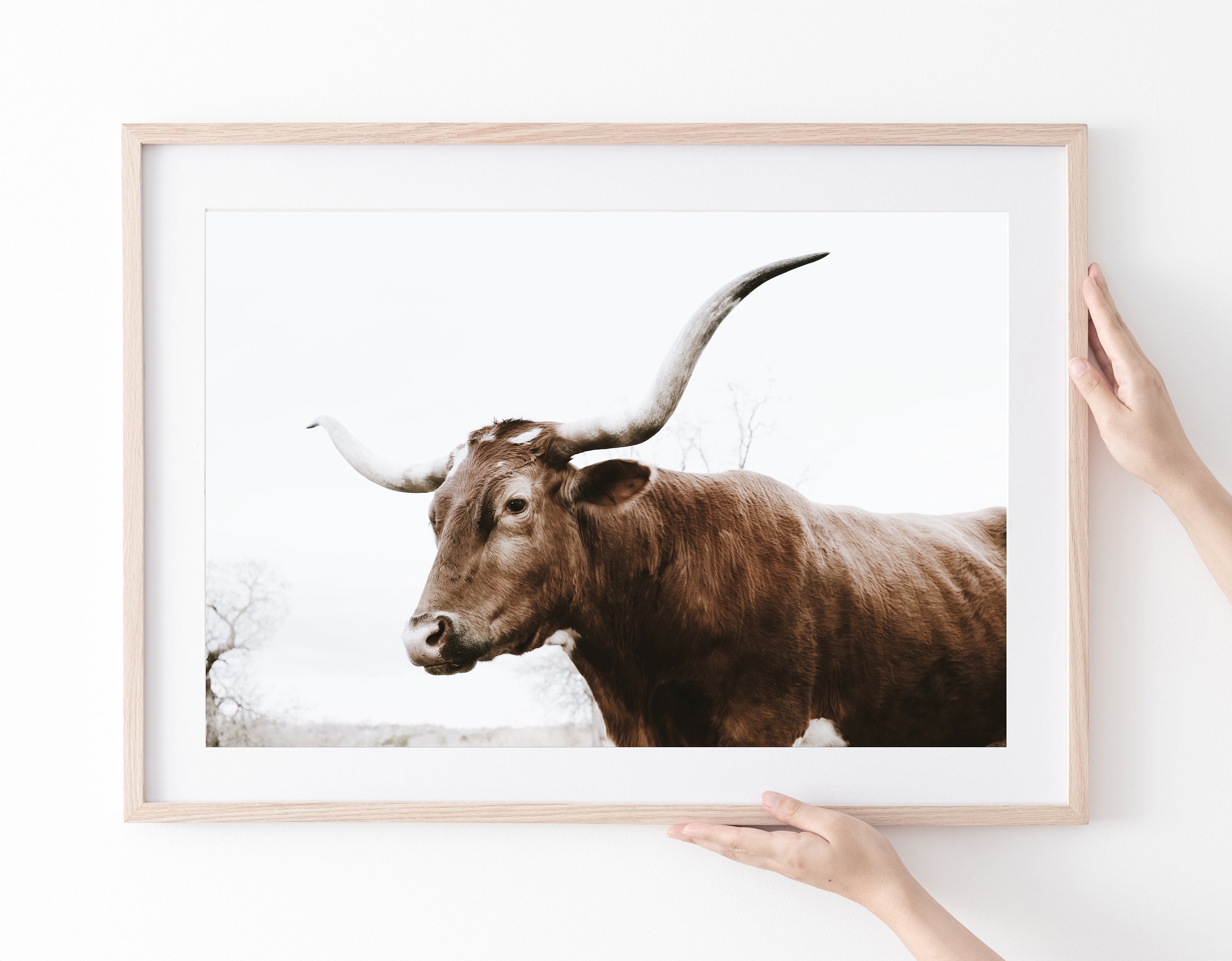 Texas Longhorn Cow, Texas Cattle Ranch, Longhorn Cow Poster, Western ...