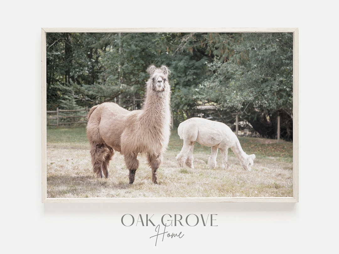 Two Alpacas in Field Photo, Farm Scenery Print, Alpaca Printable ...