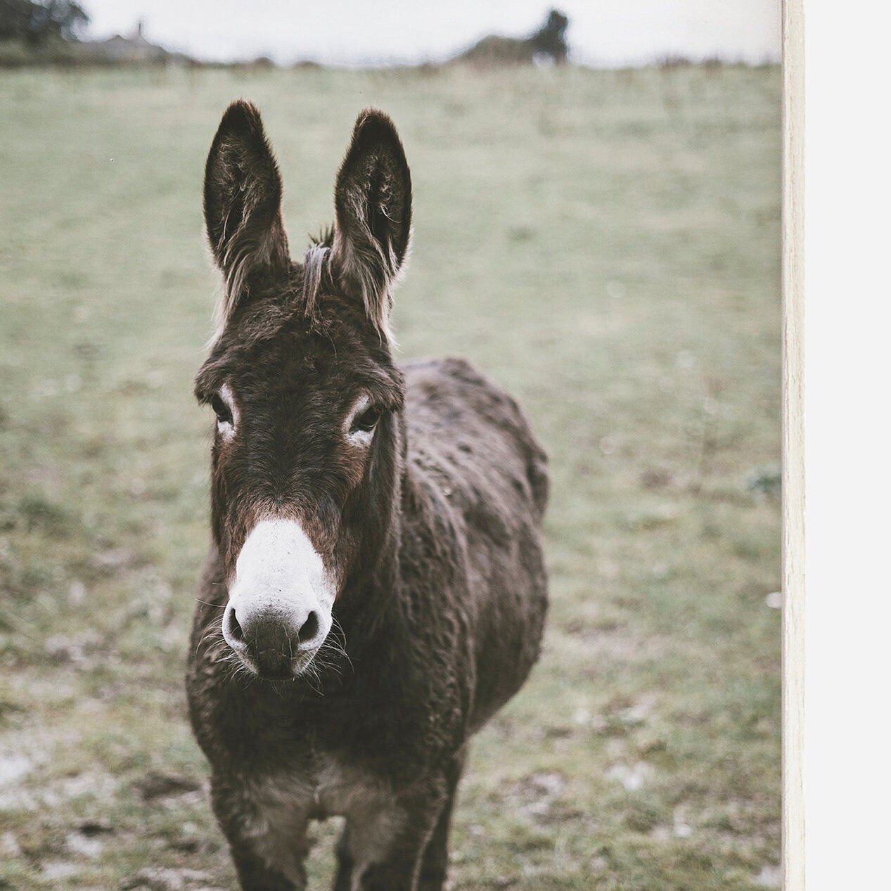Donkey Printable, Farmhouse Photo, Modern Farm Decor, Donkey ...