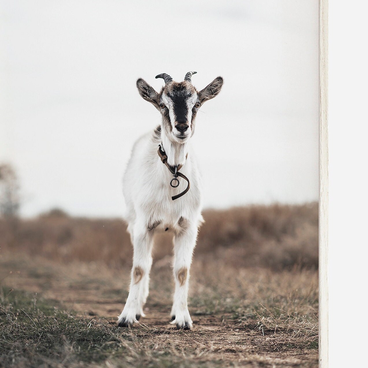 Little Goat Wall Art, Farmhouse Poster, Goat Photography, Modern ...
