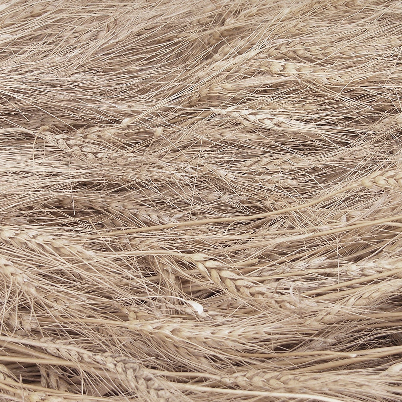 Beige Wheat Digital Art, Wheat Poster, Farmhouse Digital Art, Grains ...